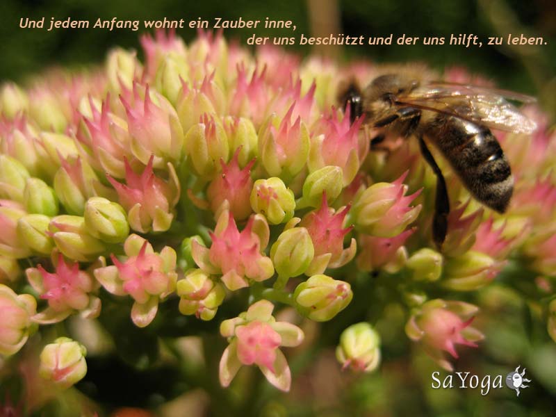 Stufen von Hermann Hesse – Sayoga